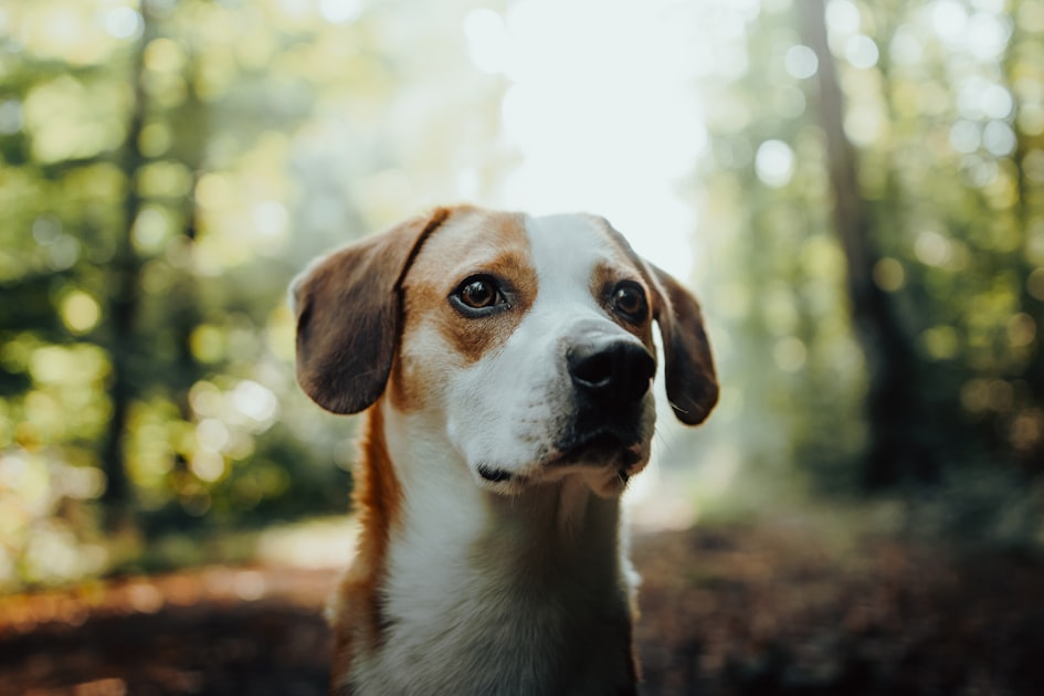 Understanding Beagle Breeding - Raising Cain Kennels